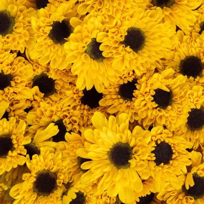 Chrysanthemum Daisy Viking Yellow - Toronto Bulk Flowers